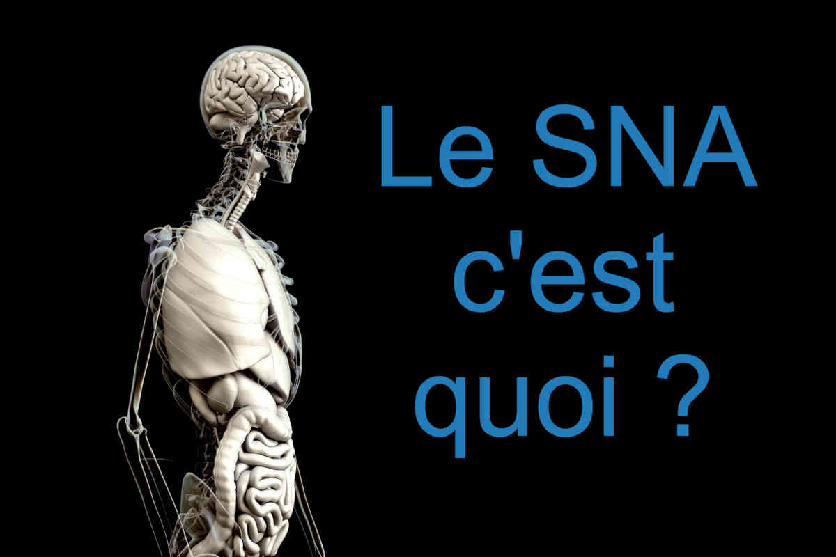 Le système nerveux autonome, c’est quoi ? - Michaël Val, Ostéopathe à ...