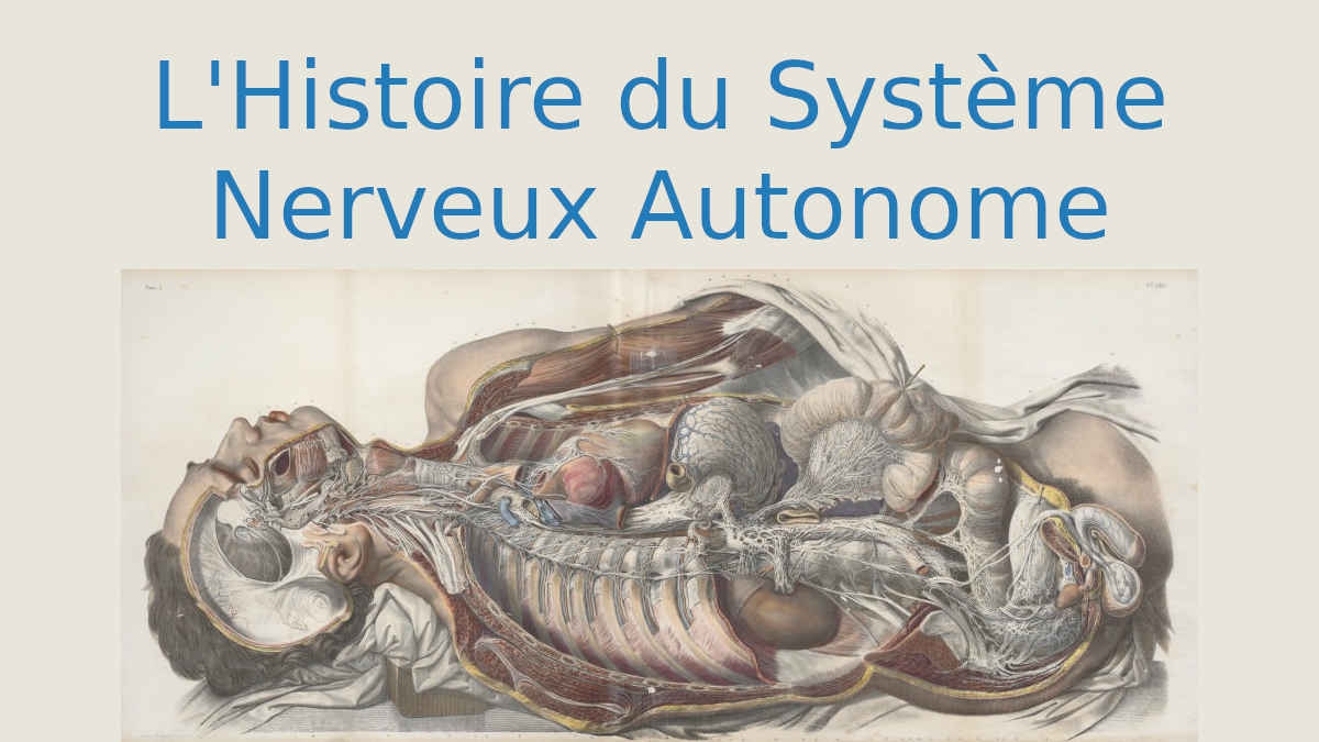 L'histoire du système nerveux autonome - Michaël Val, Ostéopathe à Brunoy