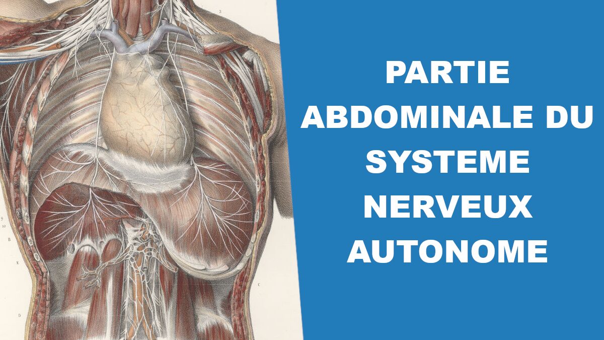 Anatomie abdominale du système nerveux autonome - Michaël Val ...