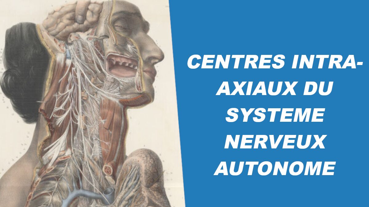 Anatomie des centres intra-axiaux du système nerveux autonome - Michaël ...